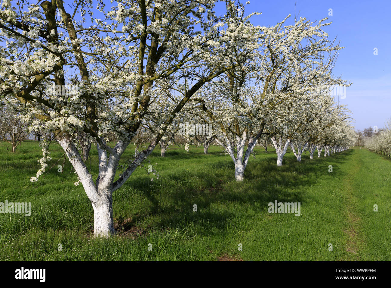 Kirschbaeume, cherry trees Stock Photo - Alamy