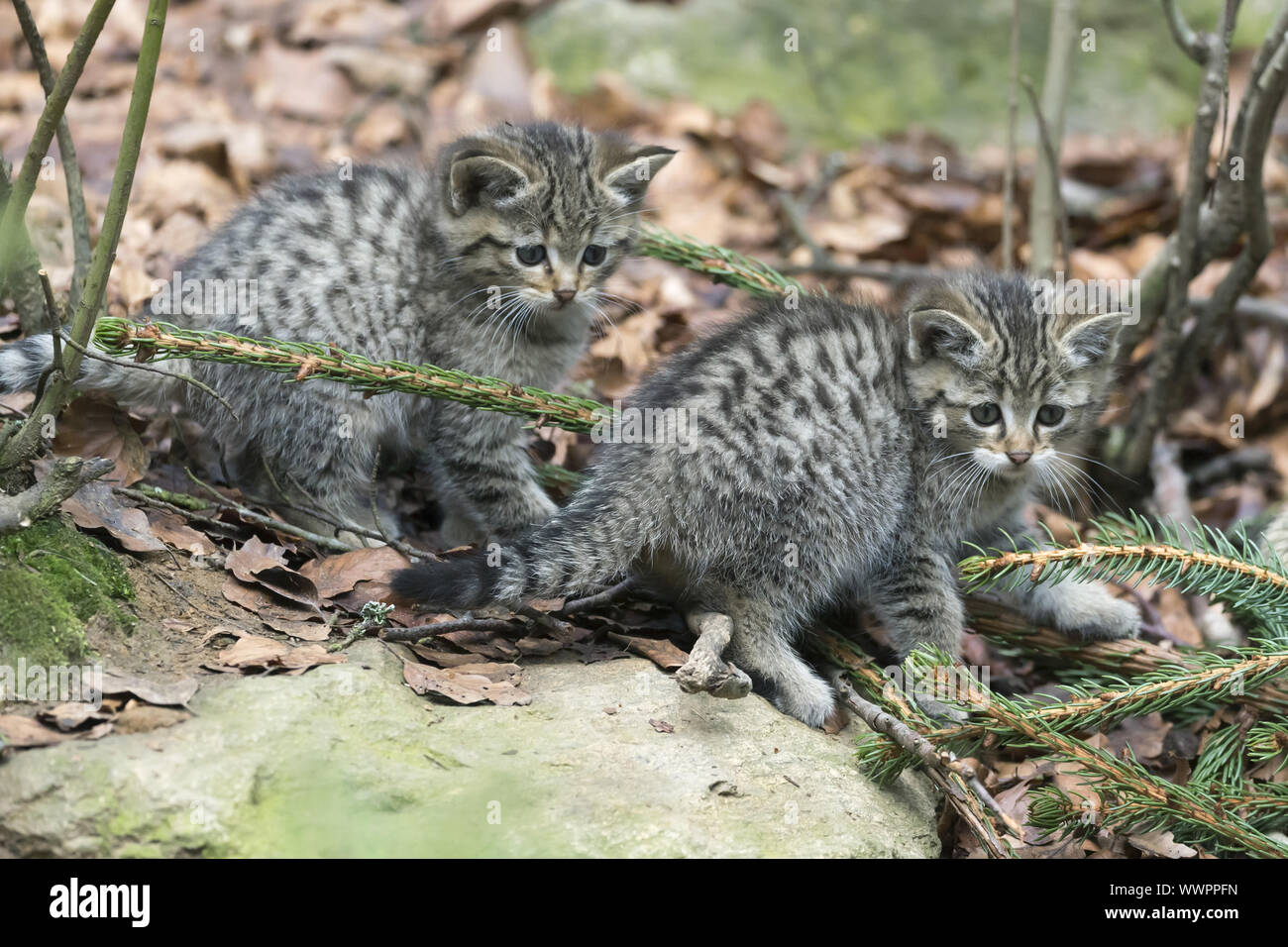 Common european cat hi-res stock photography and images - Alamy