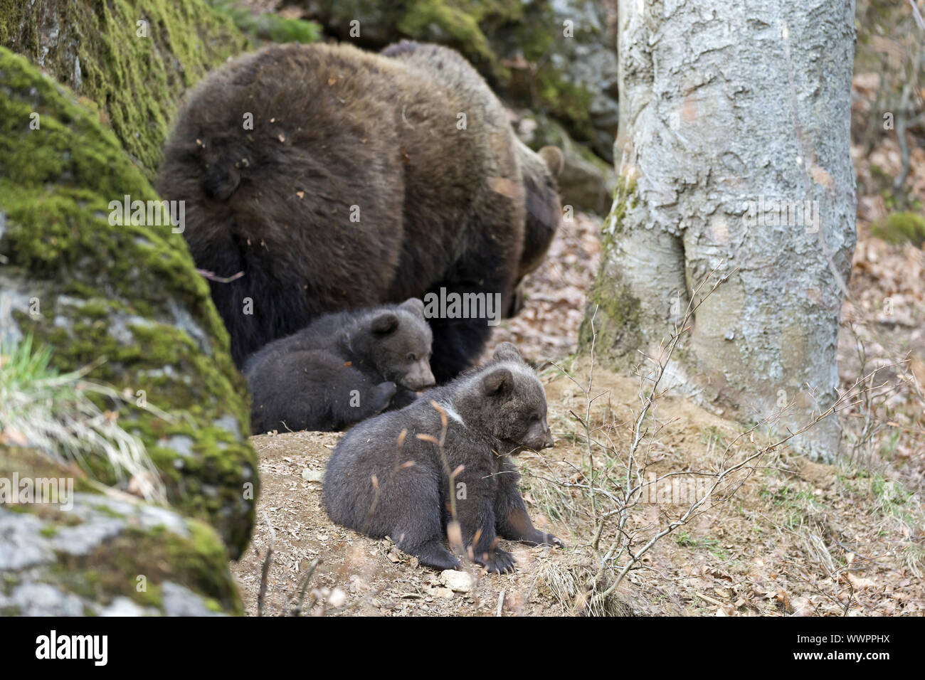 Braunbaer, Brown Bear Stock Photo - Alamy