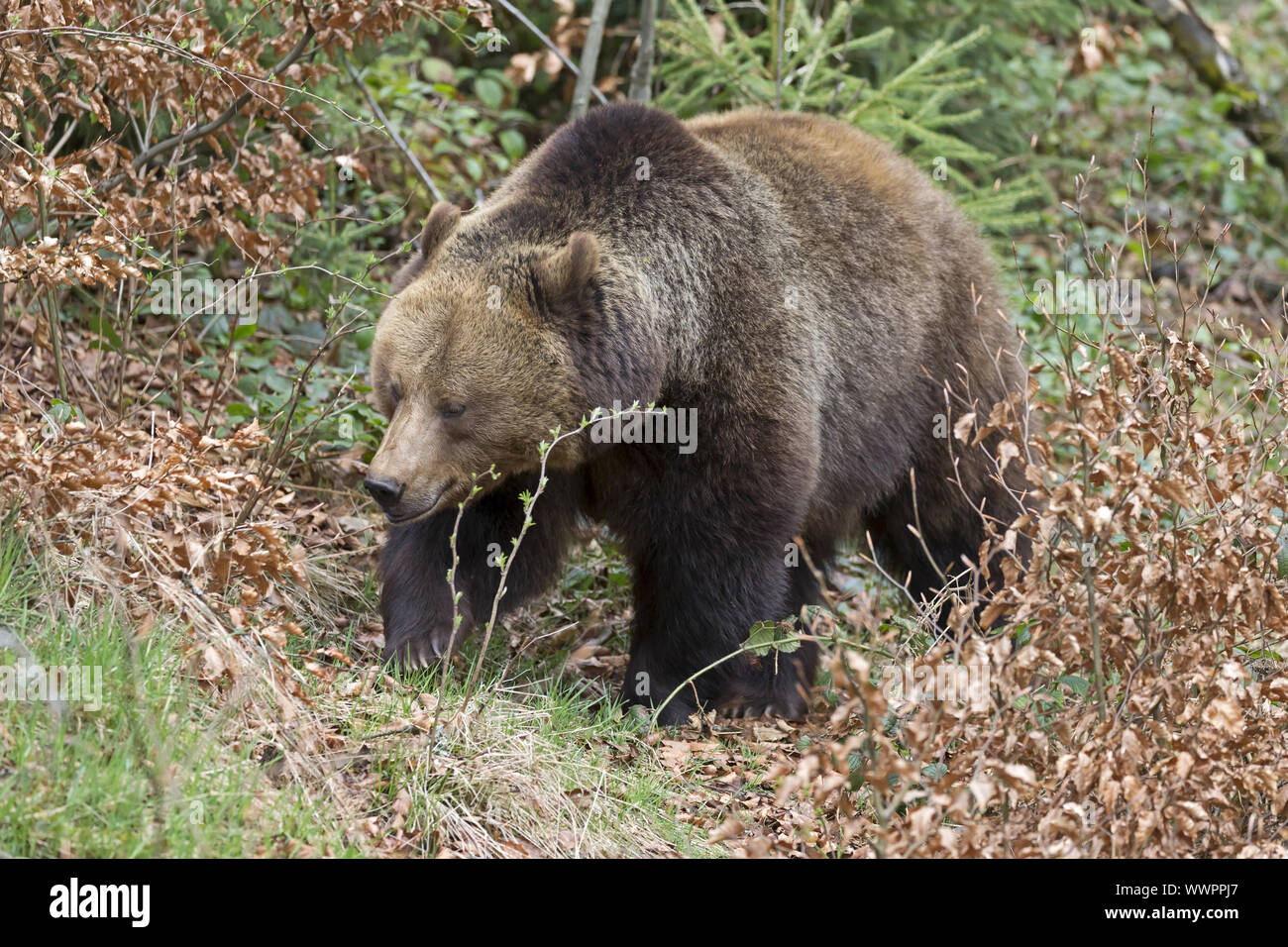 Braunbaer, Brown Bear Stock Photo - Alamy