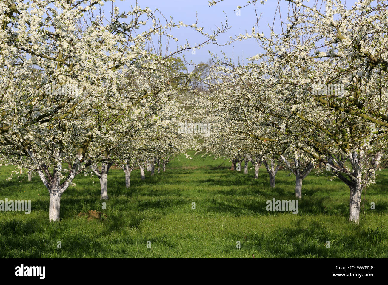 Kirschbaeume, cherry trees Stock Photo - Alamy
