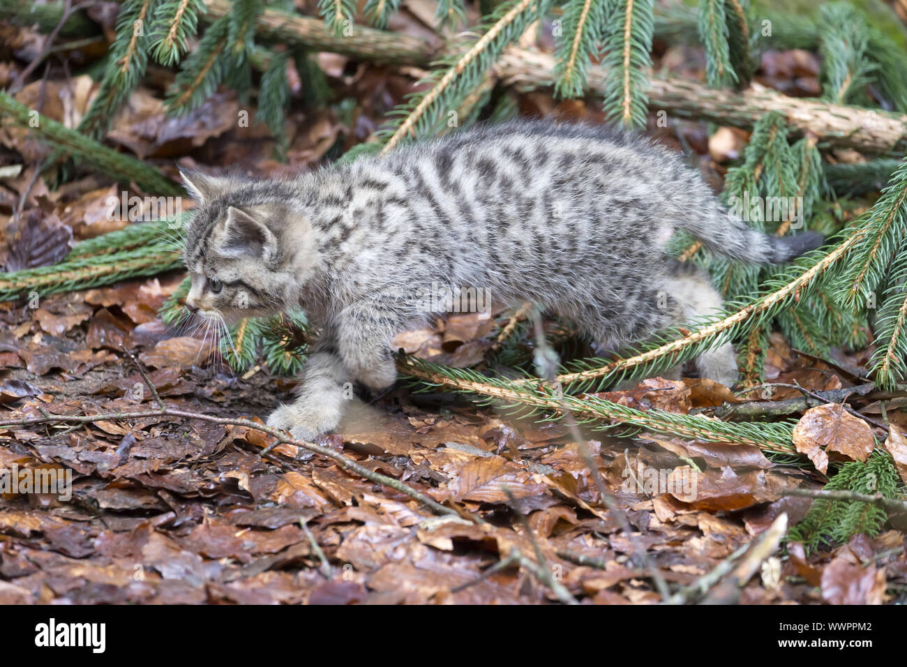 Wildcat with young animal hi-res stock photography and images - Alamy