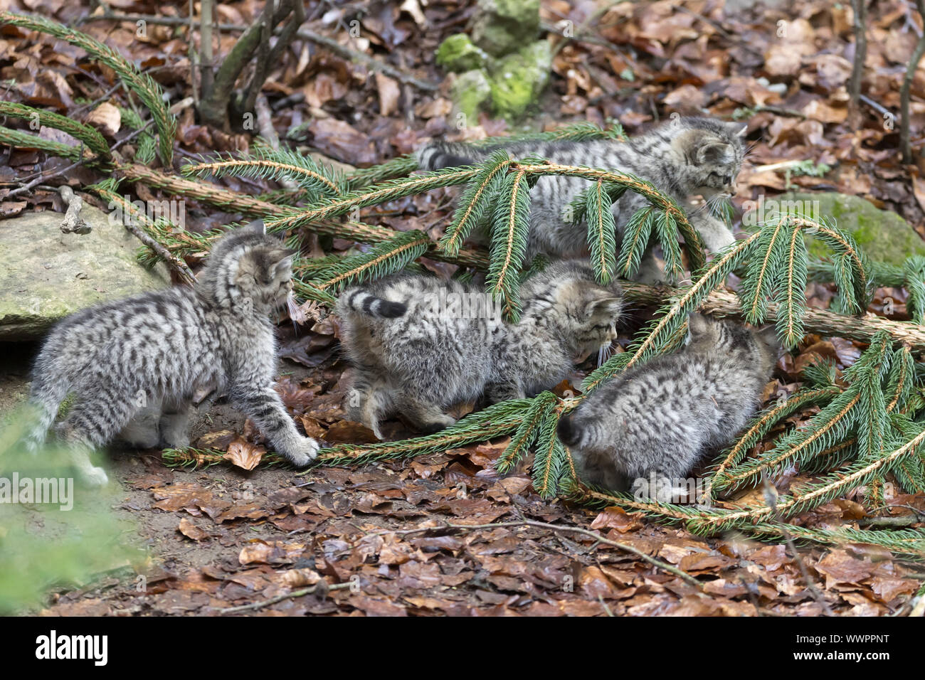 Wildcat, Common Wild Cat Stock Photo - Alamy