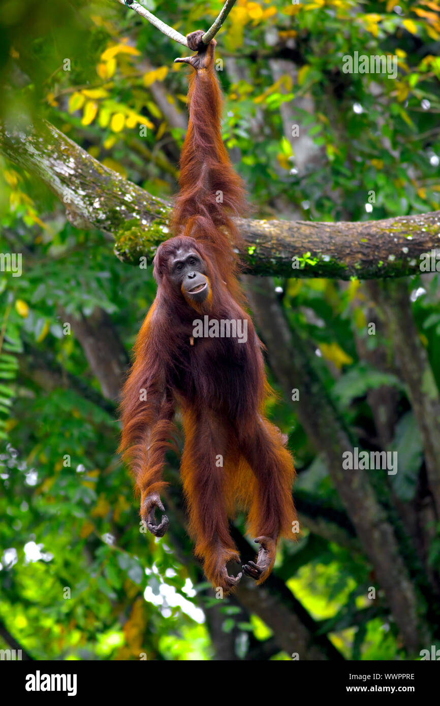 Orangutan in the jungle in Borneo, Malaysia Stock Photo - Alamy