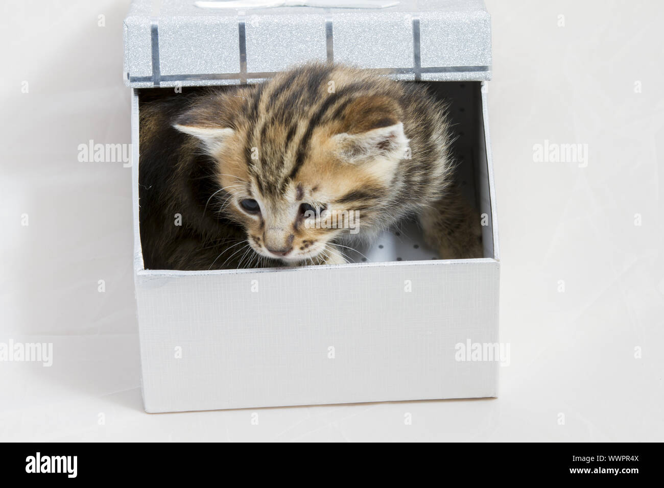 small kitten stuck in a gift box, cuddly animal sweet face Stock Photo ...