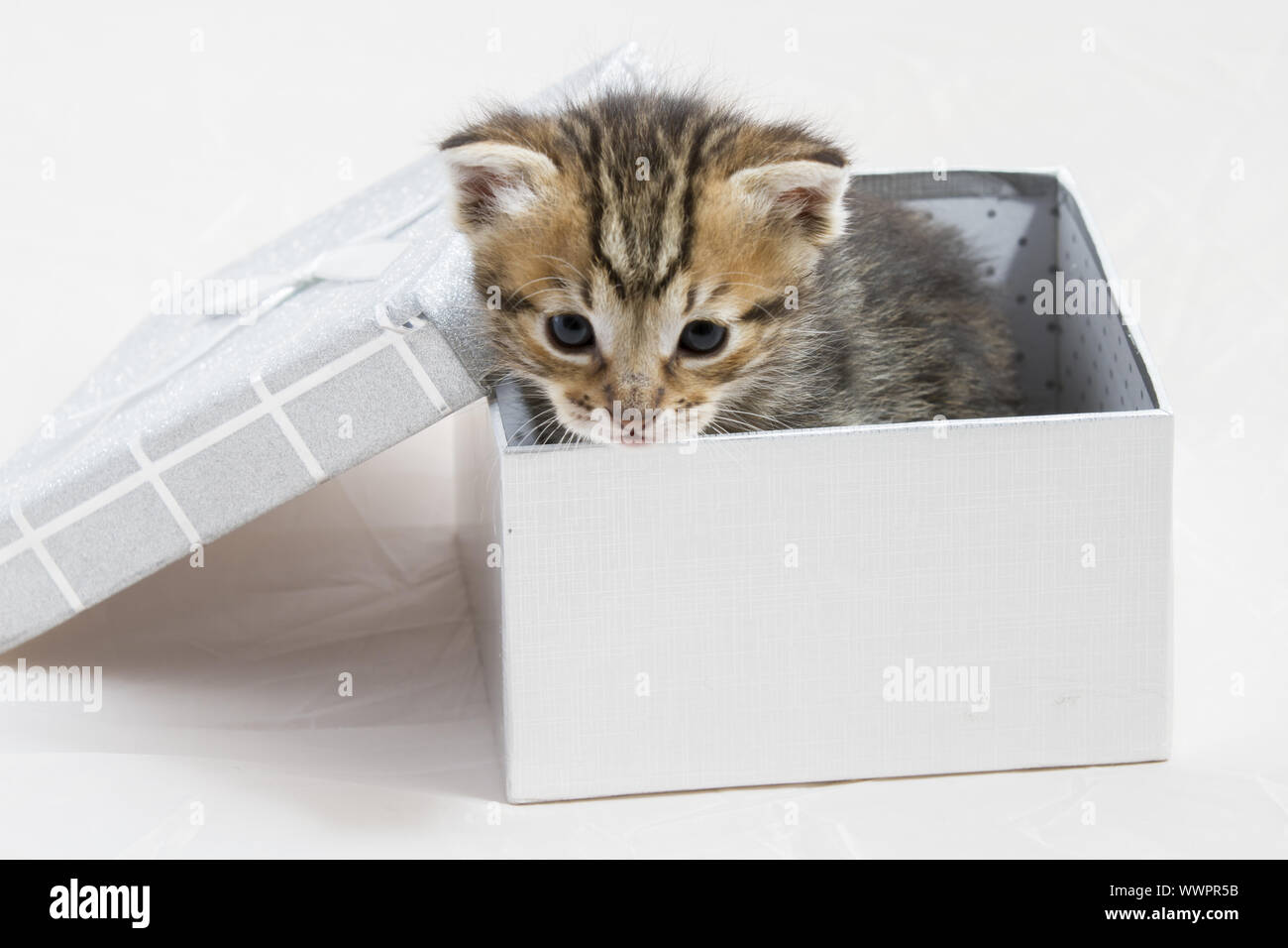 small kitten stuck in a gift box, cuddly animal sweet face Stock Photo ...