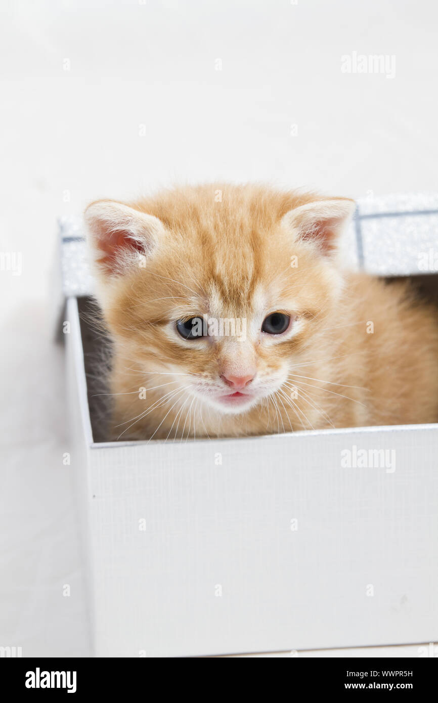 adorable, small kitten stuck in a gift box, cuddly animal sweet face ...