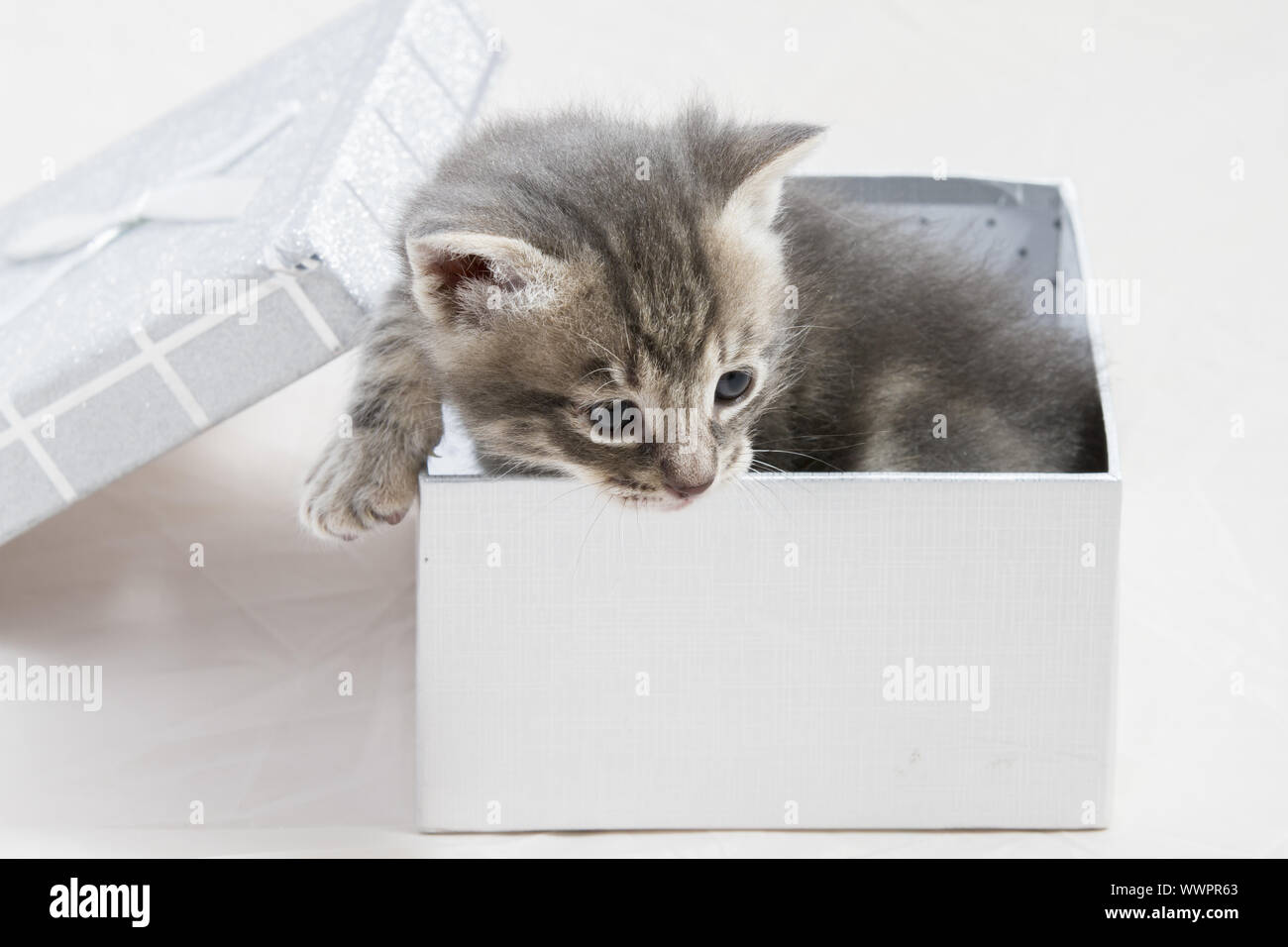 small kitten stuck in a gift box, cuddly animal sweet face Stock Photo ...