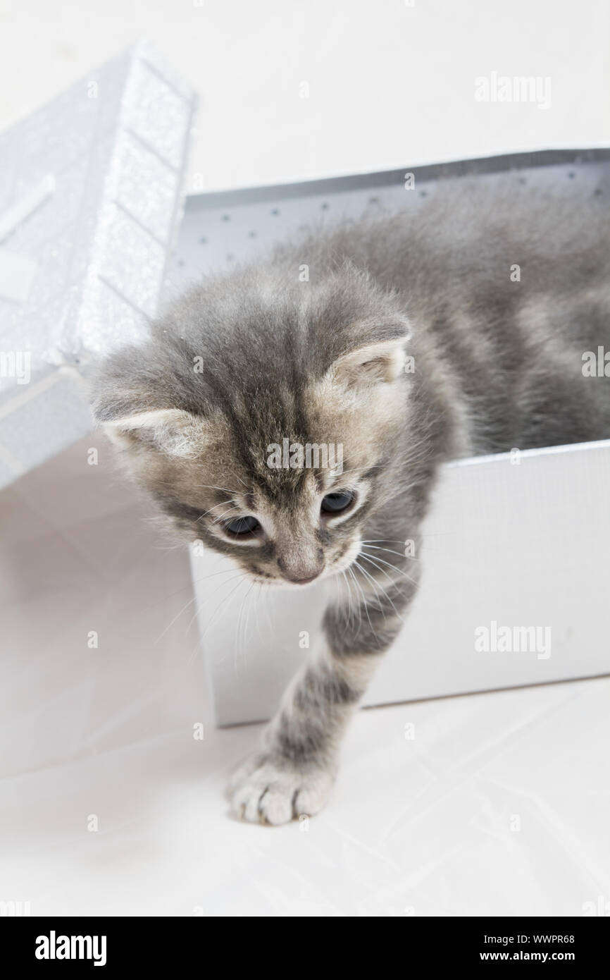 small kitten stuck in a gift box, cuddly animal sweet face Stock Photo ...