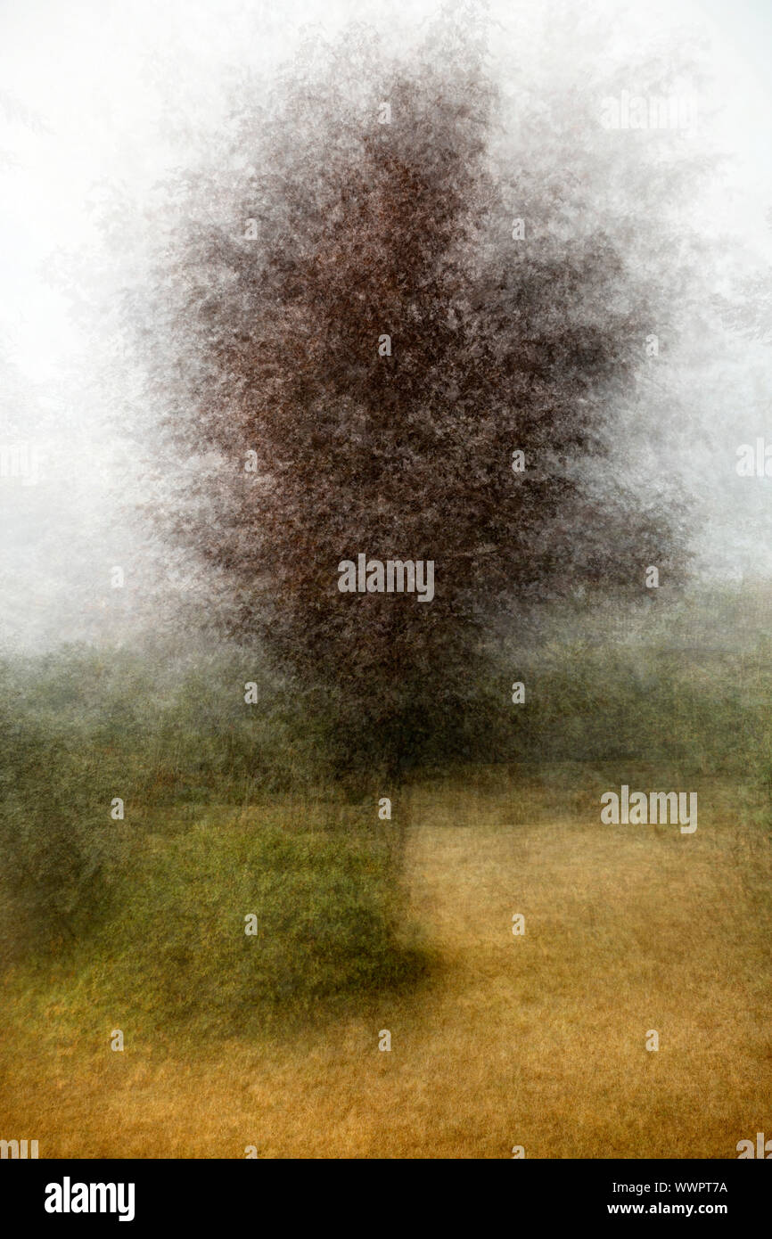 Impressionist Photograph of Maple Tree Stock Photo - Alamy