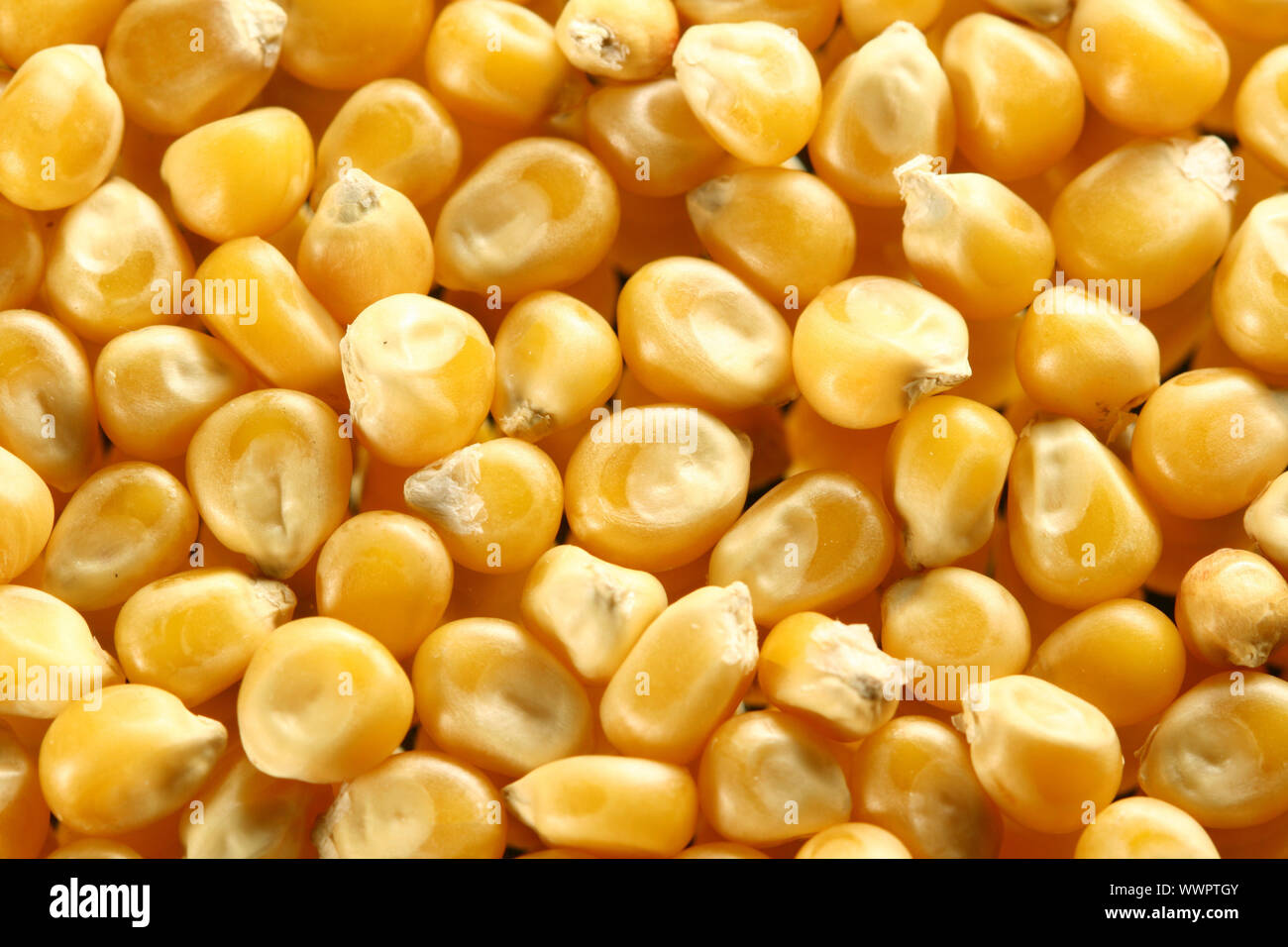 Dried corn grains hi-res stock photography and images - Alamy