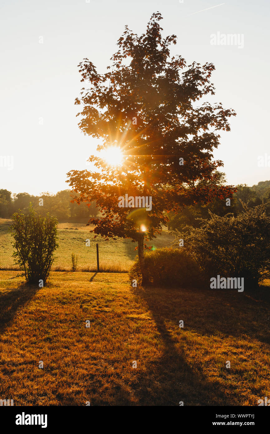 Sunrise sunflare through maple tree Stock Photo - Alamy