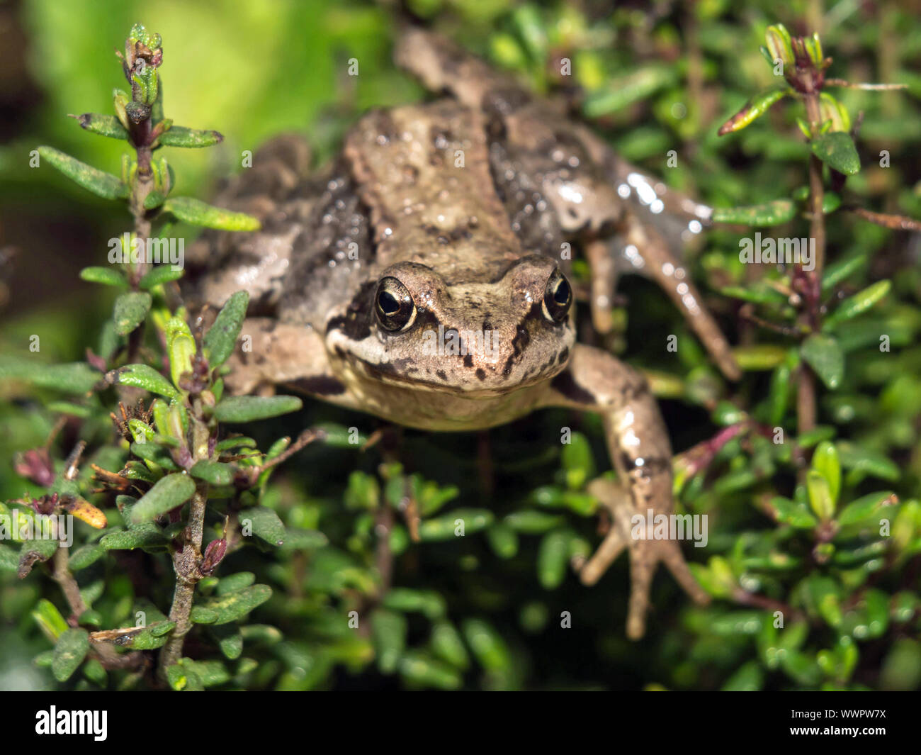 Wildlife frog hi-res stock photography and images - Alamy