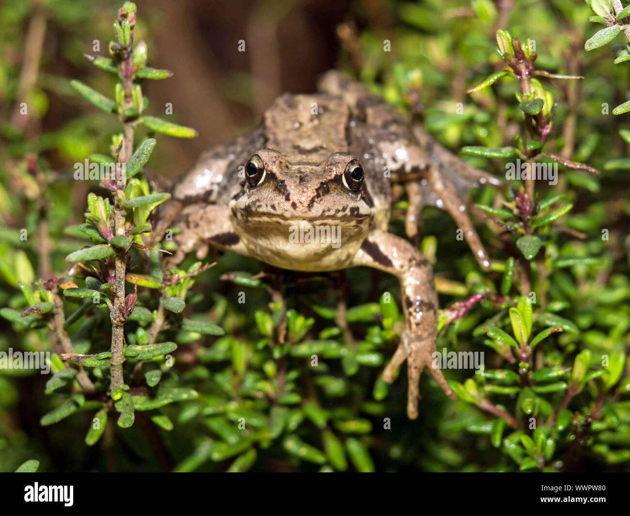 Closeup common common frog hi-res stock photography and images - Alamy