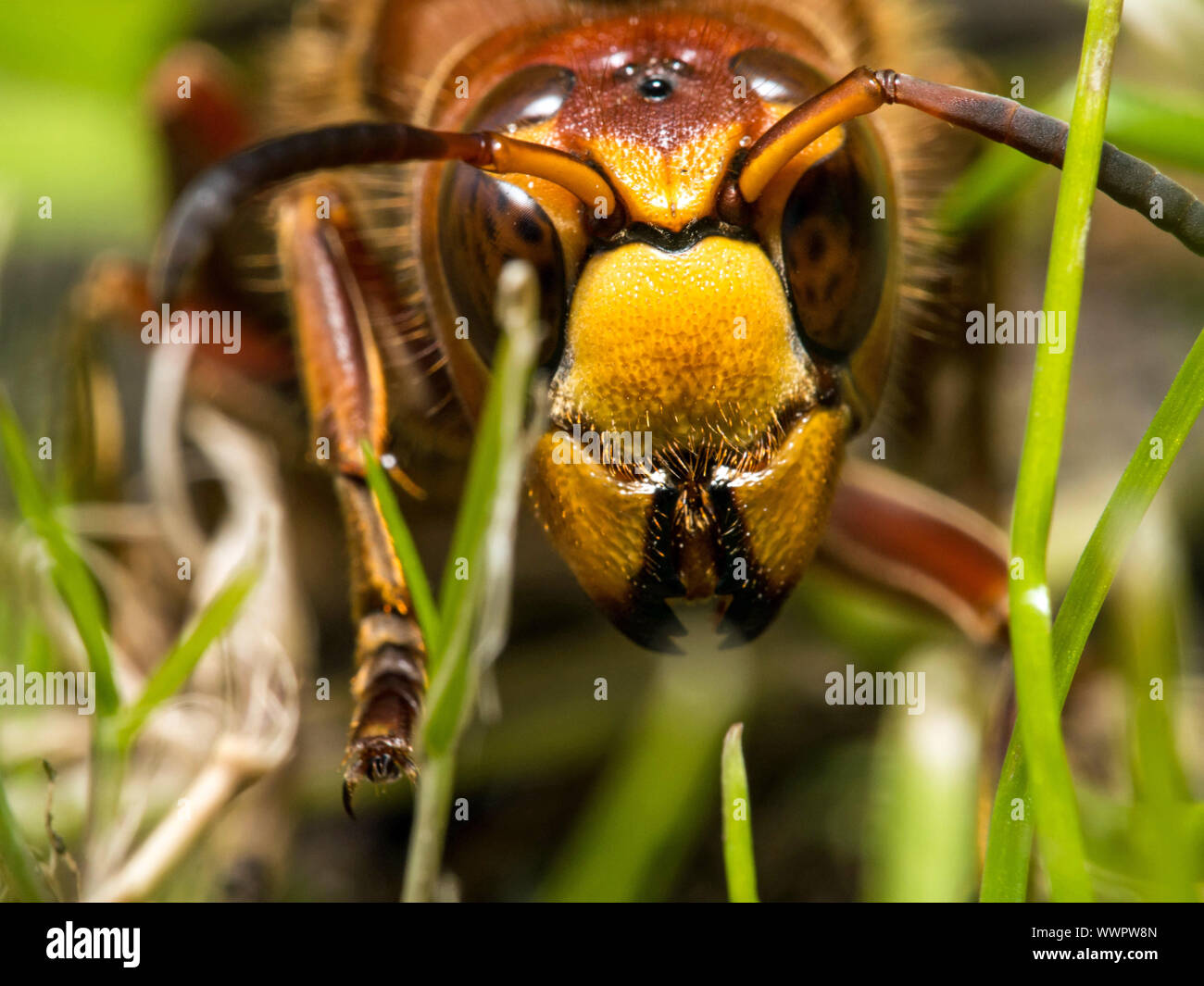 Hornet close up hi-res stock photography and images - Alamy