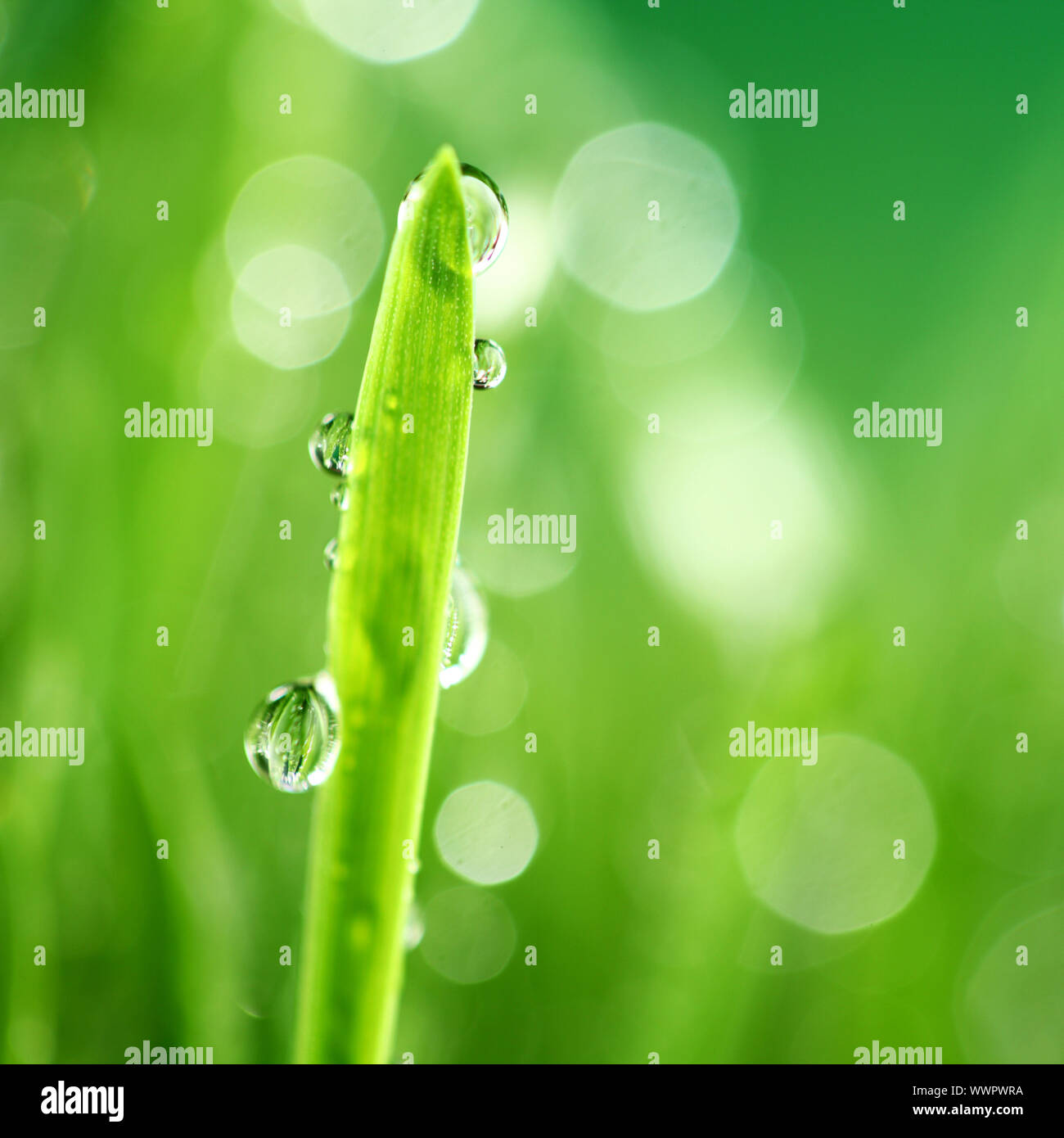 water drops on grass blade nature background Stock Photo - Alamy