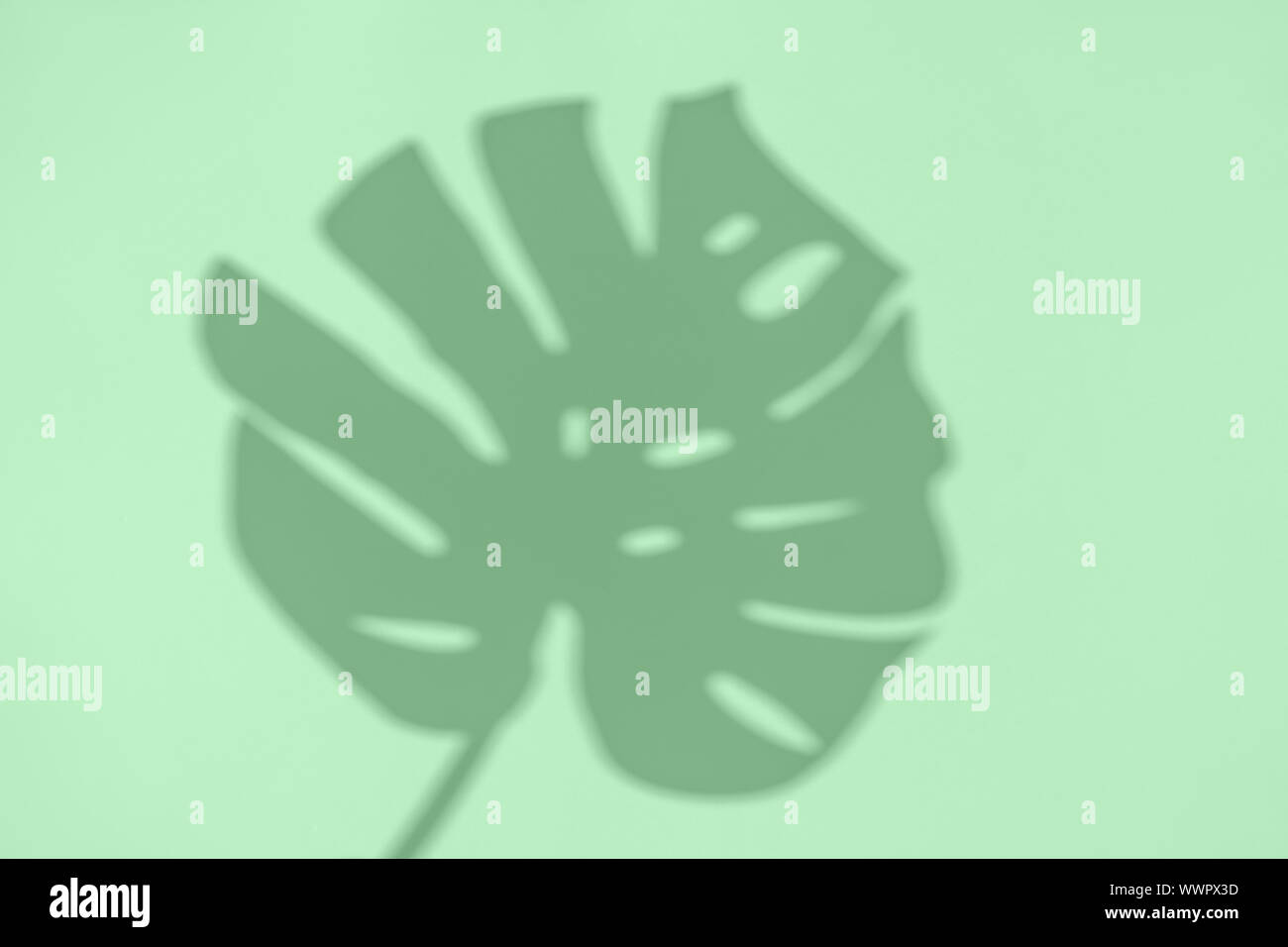 Neo mint shadow from monstera on the paper. Abstraction. Photo without ...