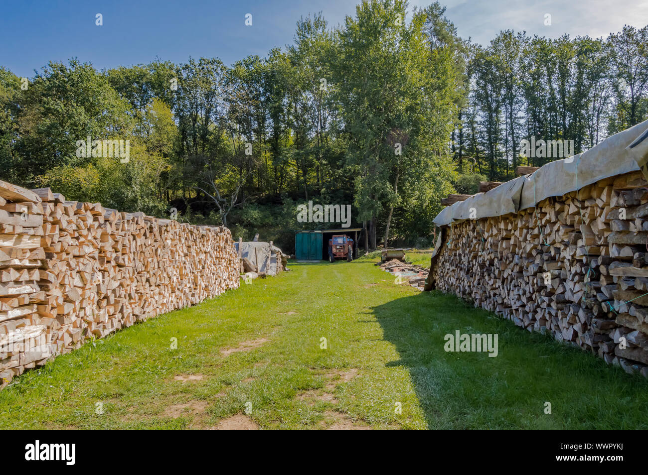 Drying fir tree hi-res stock photography and images - Alamy