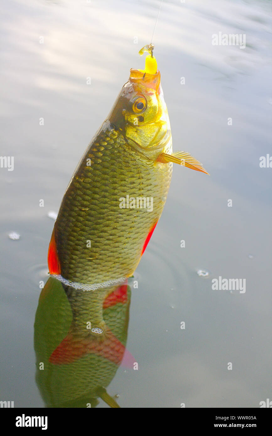 Golden Rudd - summer lake fishing Stock Photo - Alamy