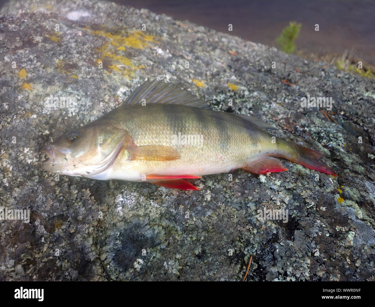 Active vaca hi-res stock photography and images - Alamy