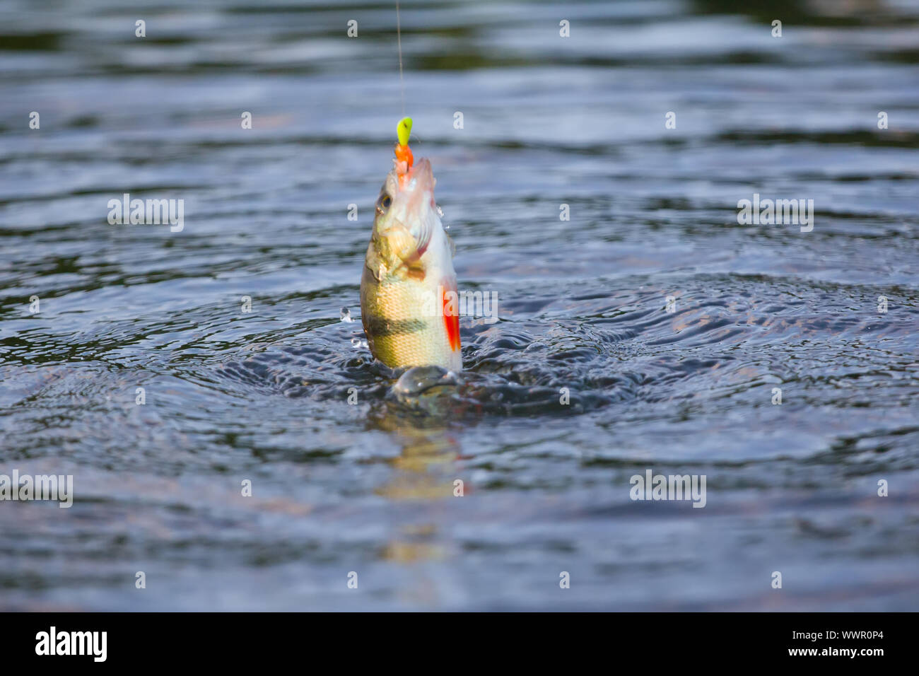 active perch fishing a micro jig in summer Stock Photo - Alamy