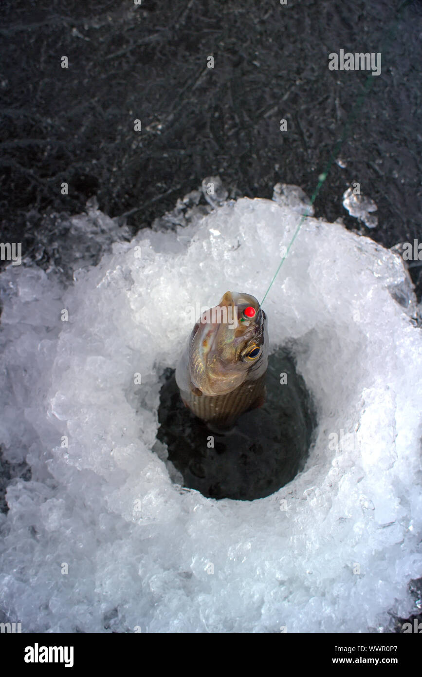 Ice fishi hi-res stock photography and images - Alamy