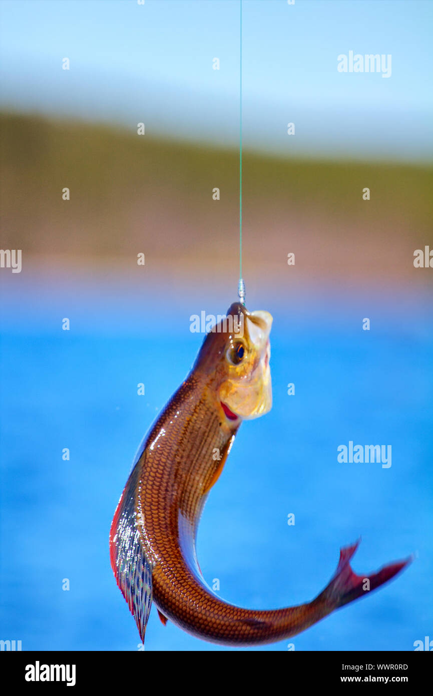 grayling fishing Northern fish Stock Photo - Alamy