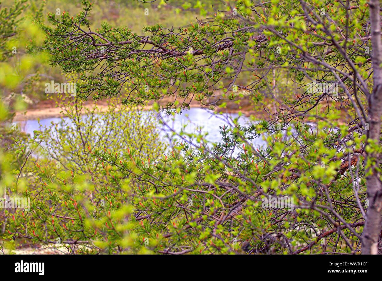 Mountain forest tundra. Look through dwarf trees in North taiga Stock ...