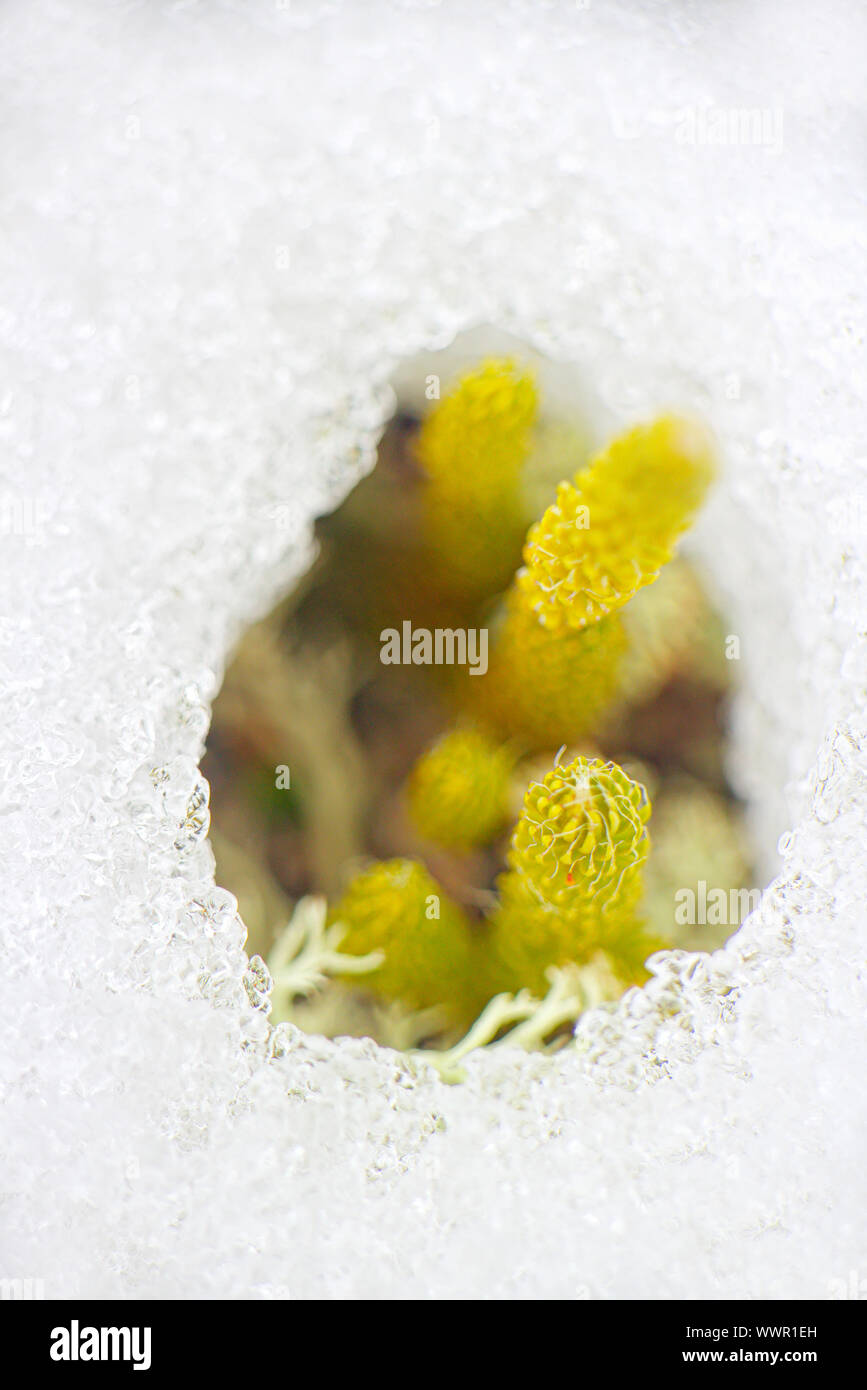 Spring. moss appeared from under snow and shivering in wind Stock Photo ...