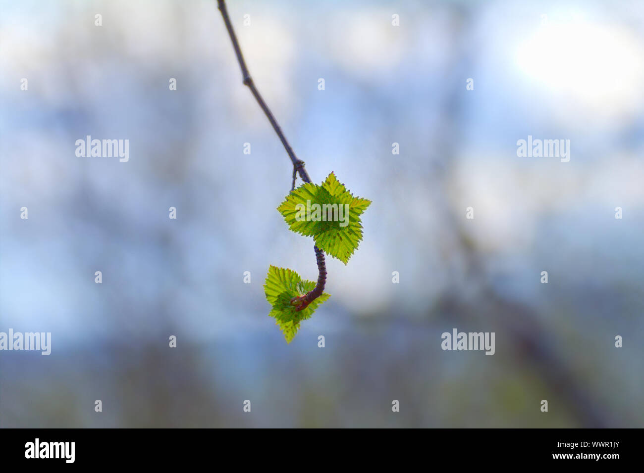 Growth greenery hi-res stock photography and images - Alamy