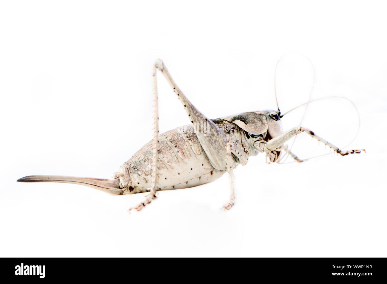 Closeup of locust which cleans mustache care appearance Stock Photo - Alamy