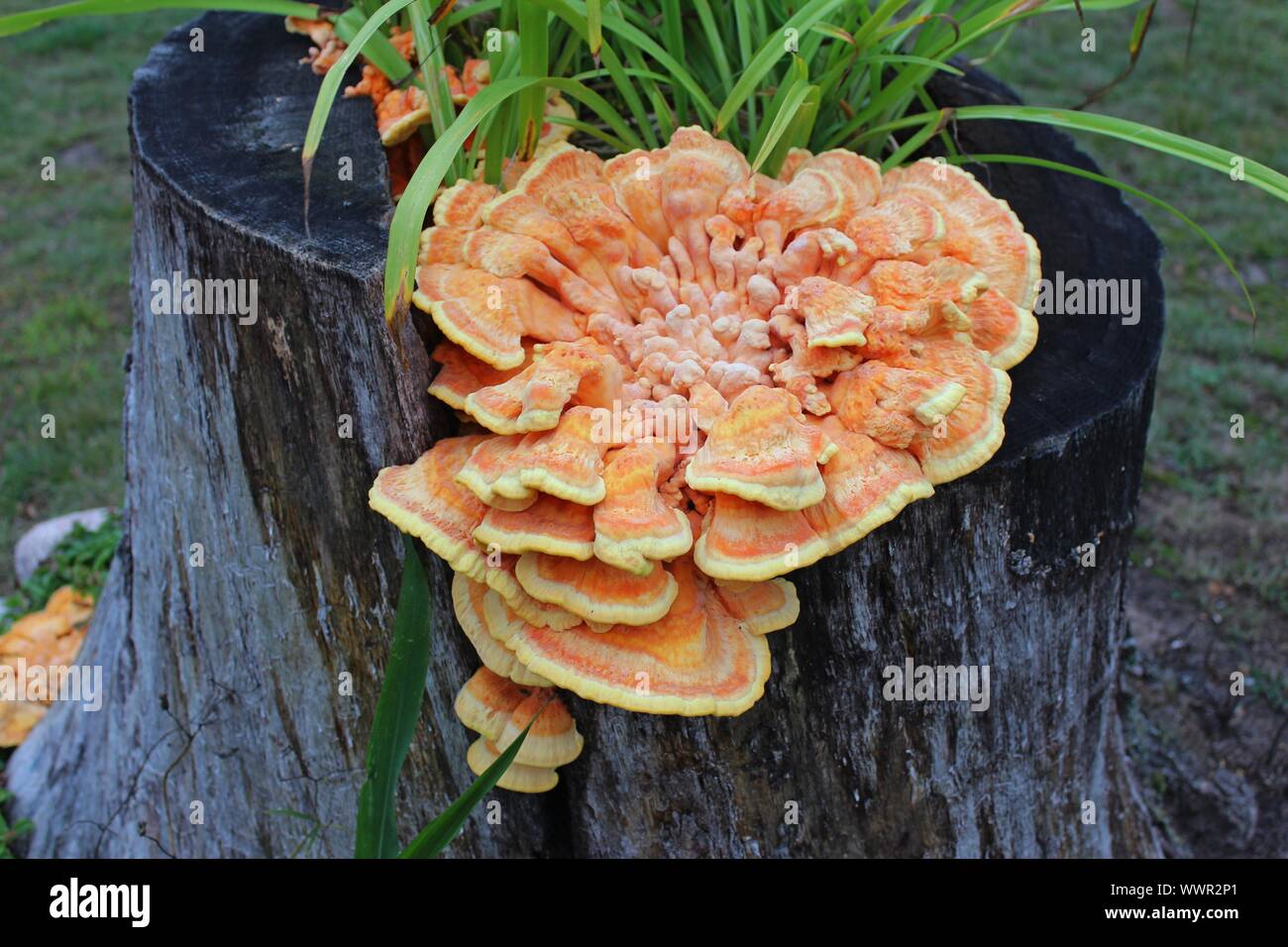 Bright orange fungus on tree hi-res stock photography and images - Alamy