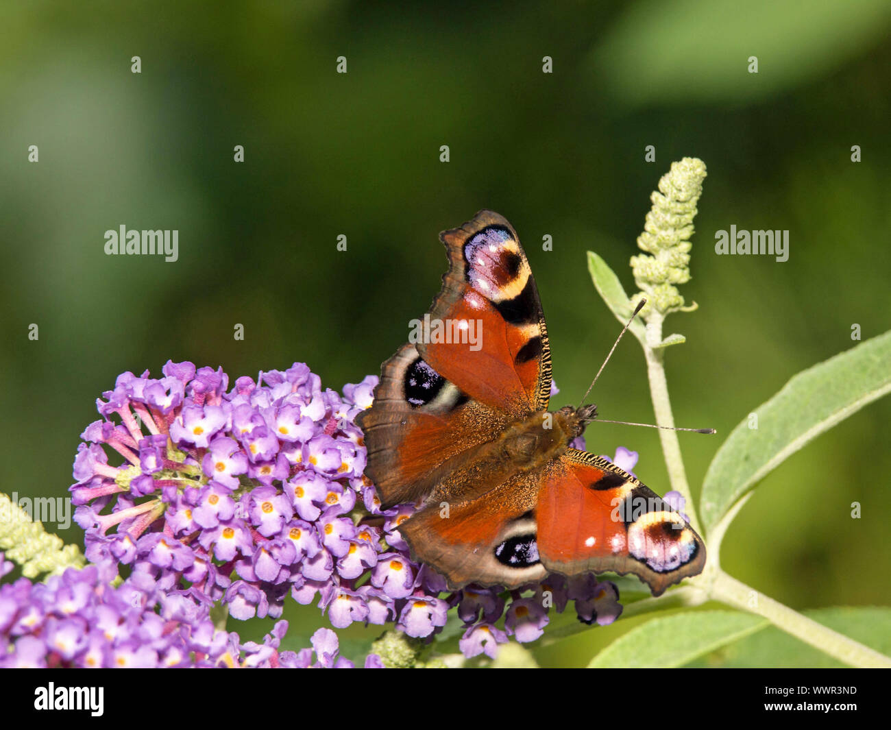 Colourful european butterfly hi-res stock photography and images - Alamy