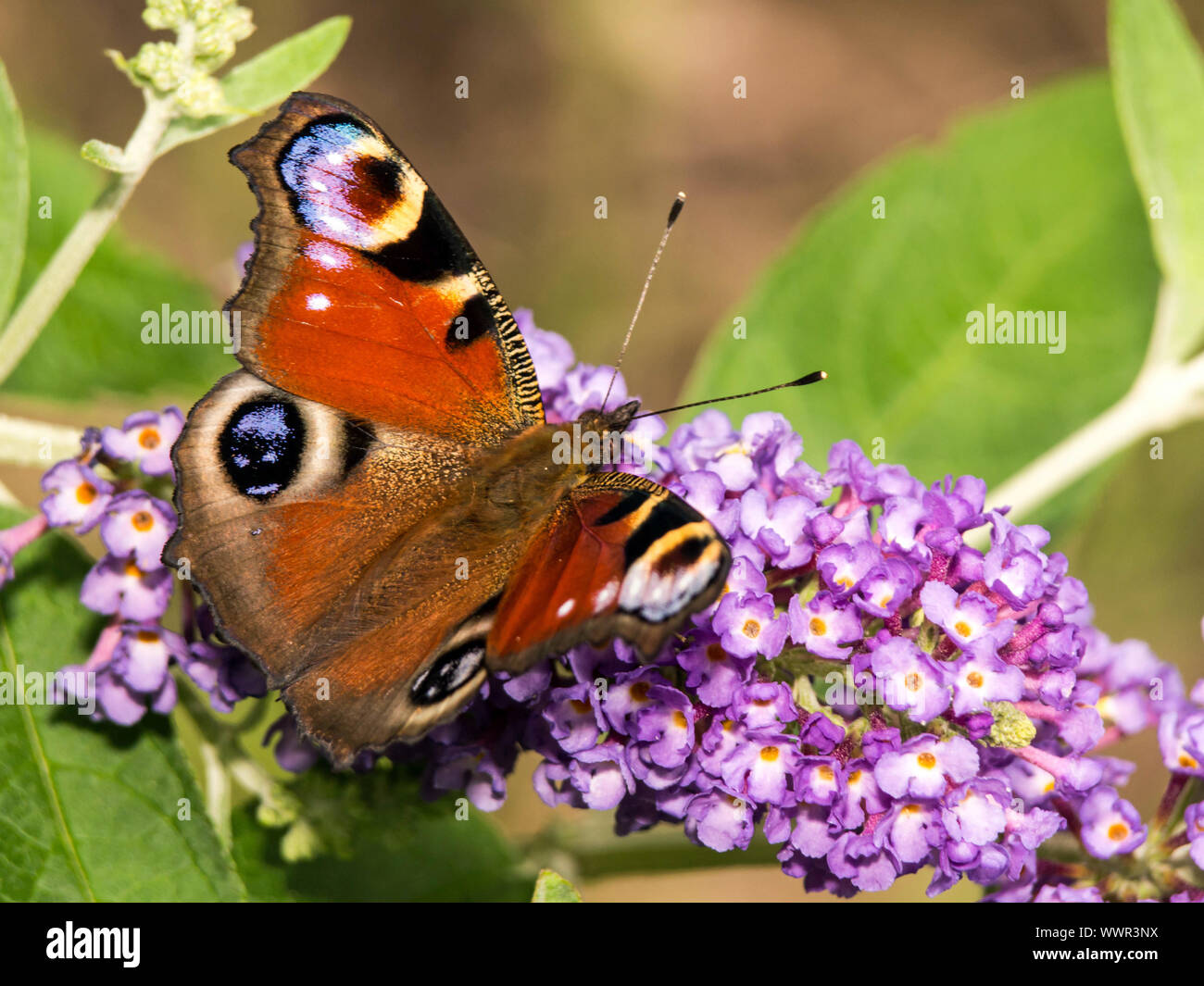 Colourful peacock butterfly hi-res stock photography and images - Alamy