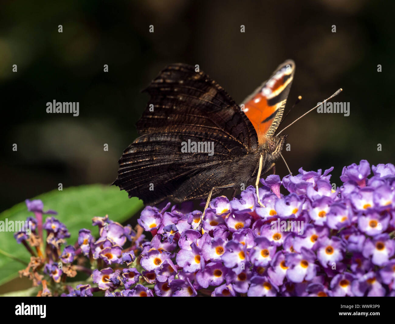Peacock and peacock butterfly hi-res stock photography and images - Alamy