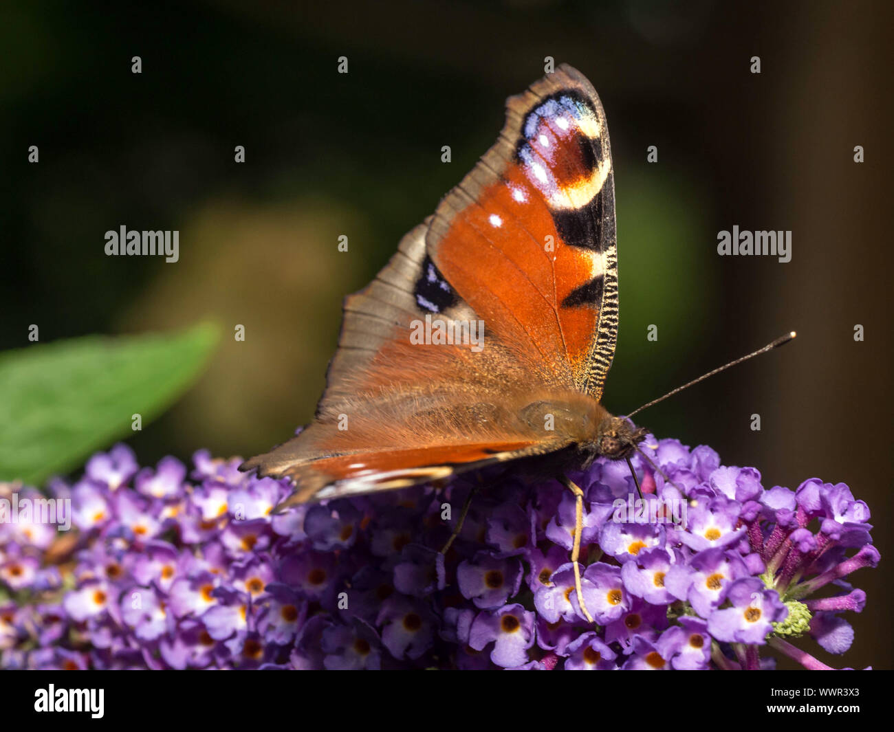 Peacock butterfly insect close hi-res stock photography and images - Alamy
