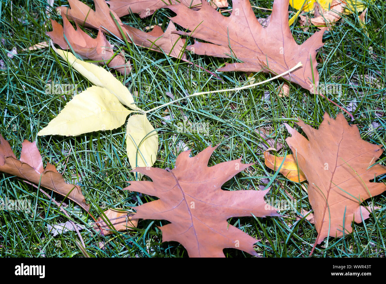A tree fallen on the ground hi-res stock photography and images - Alamy