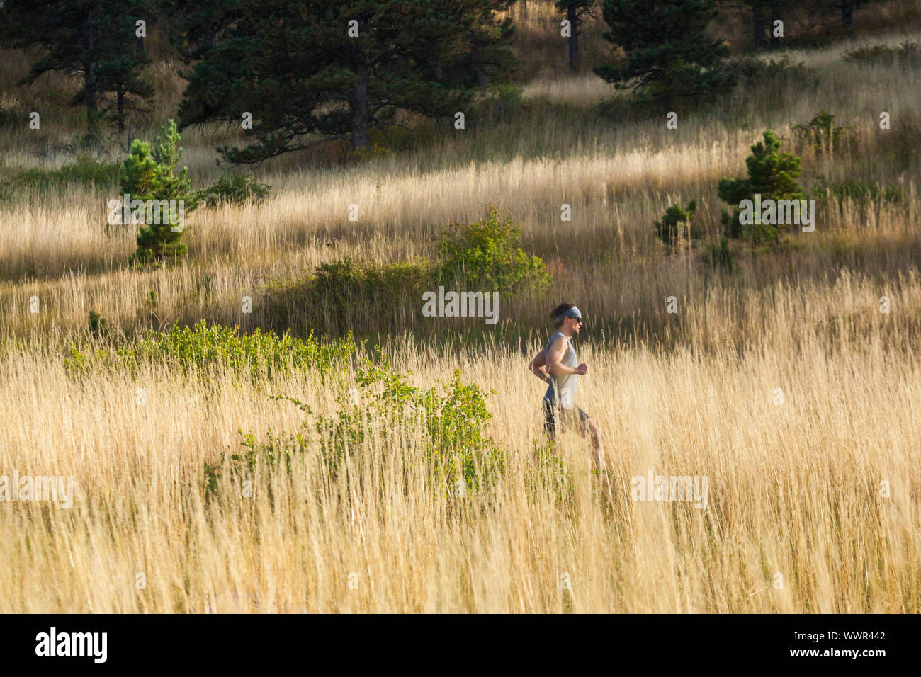 A man runs through tall grass in Bear Canyon above Boulder, Colorado ...