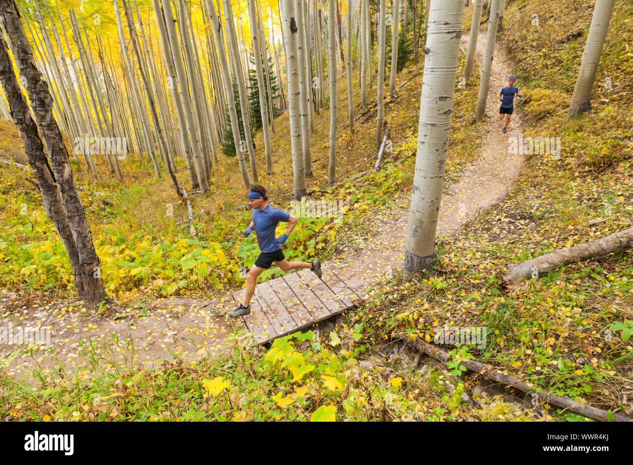 Men trail run through an aspen forest (Populus tremuloides) with fall ...