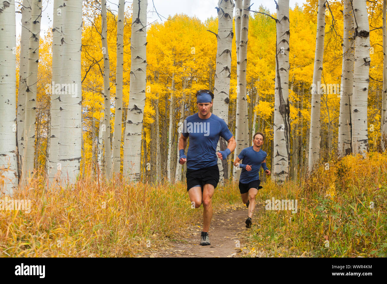 Men trail run through an aspen forest (Populus tremuloides) with fall ...