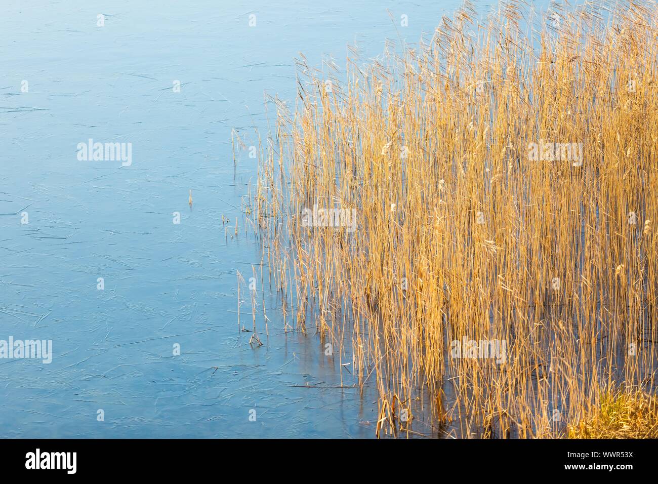 Withered reed hi-res stock photography and images - Alamy
