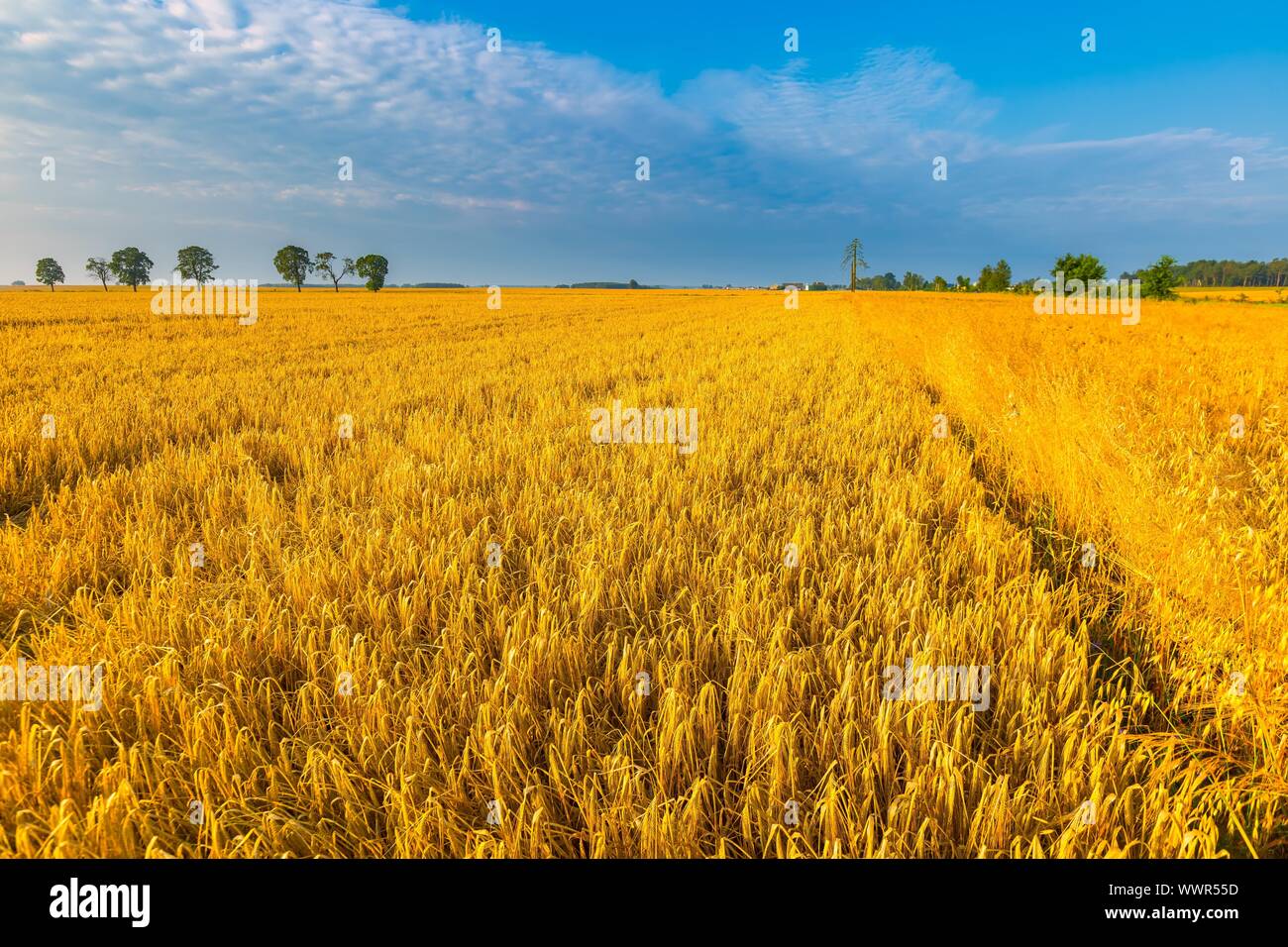 Early morning on rye field. Cereal fields in Poland Stock Photo - Alamy