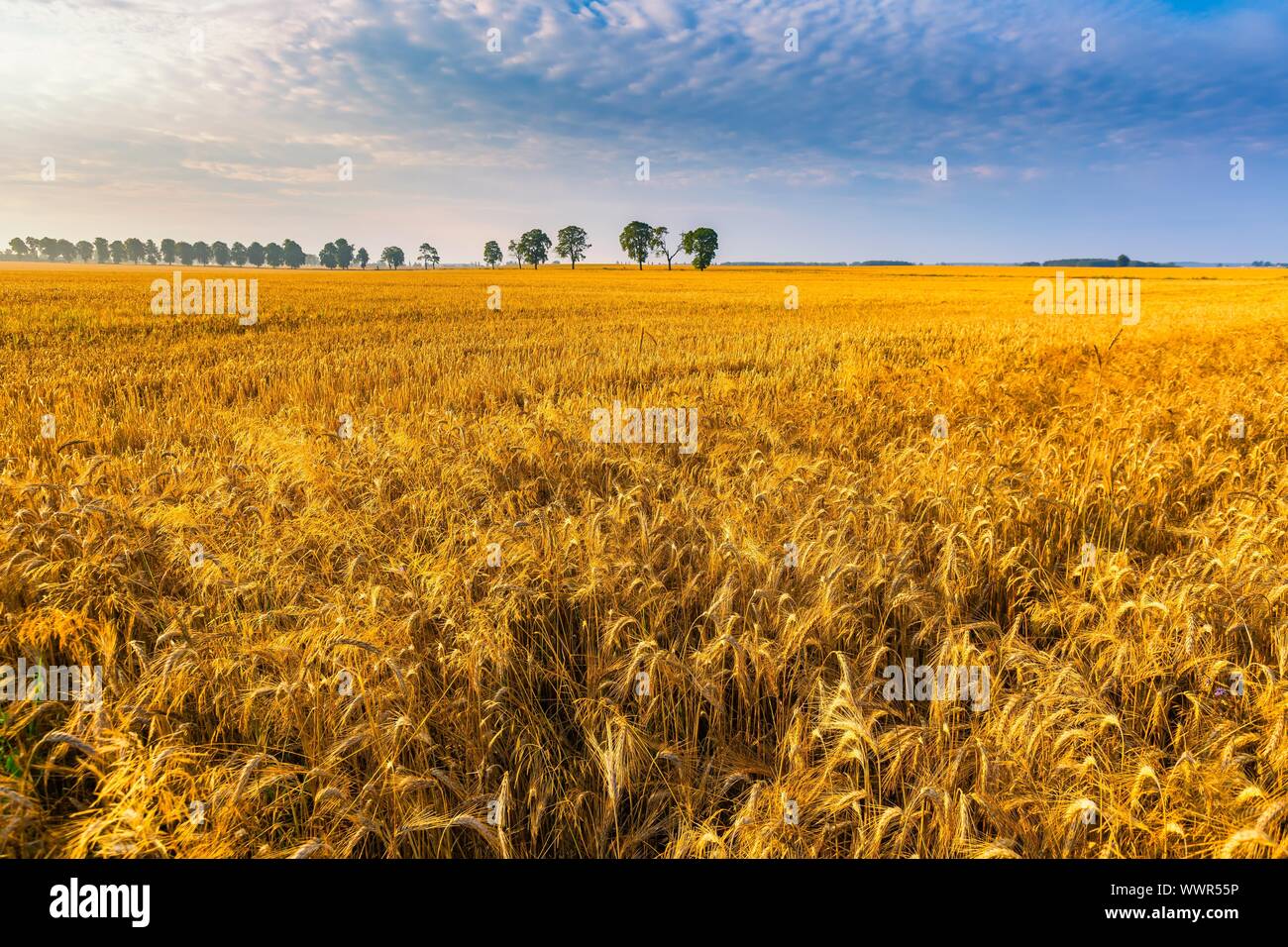 Early morning on rye field. Cereal fields in Poland Stock Photo - Alamy