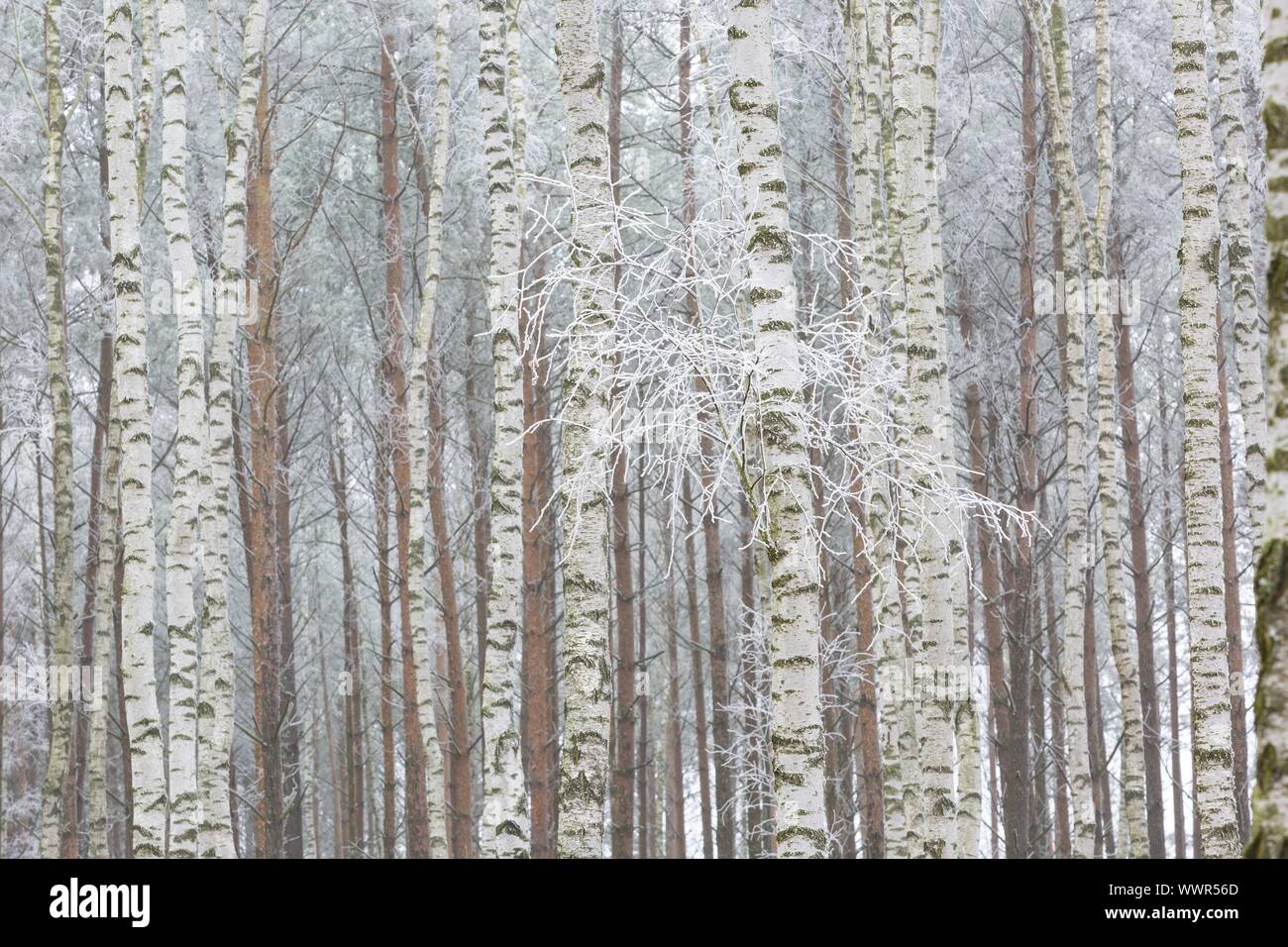 Frosty birch forest in winter. Polish rural countryside. Close up of ...