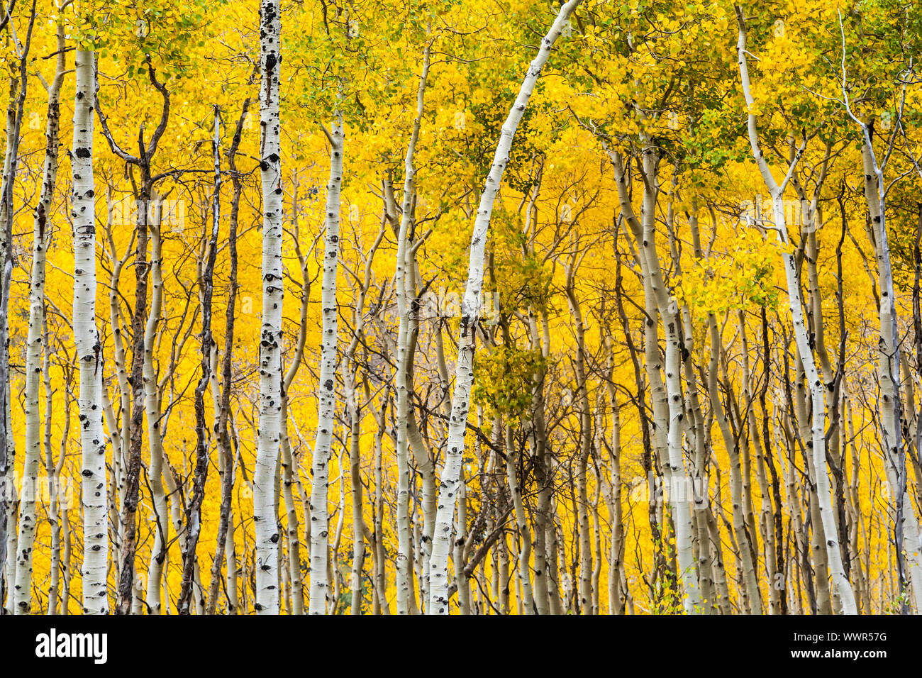 Quaking aspen (Populus tremuloides) with fall color at Vail Mountain ...