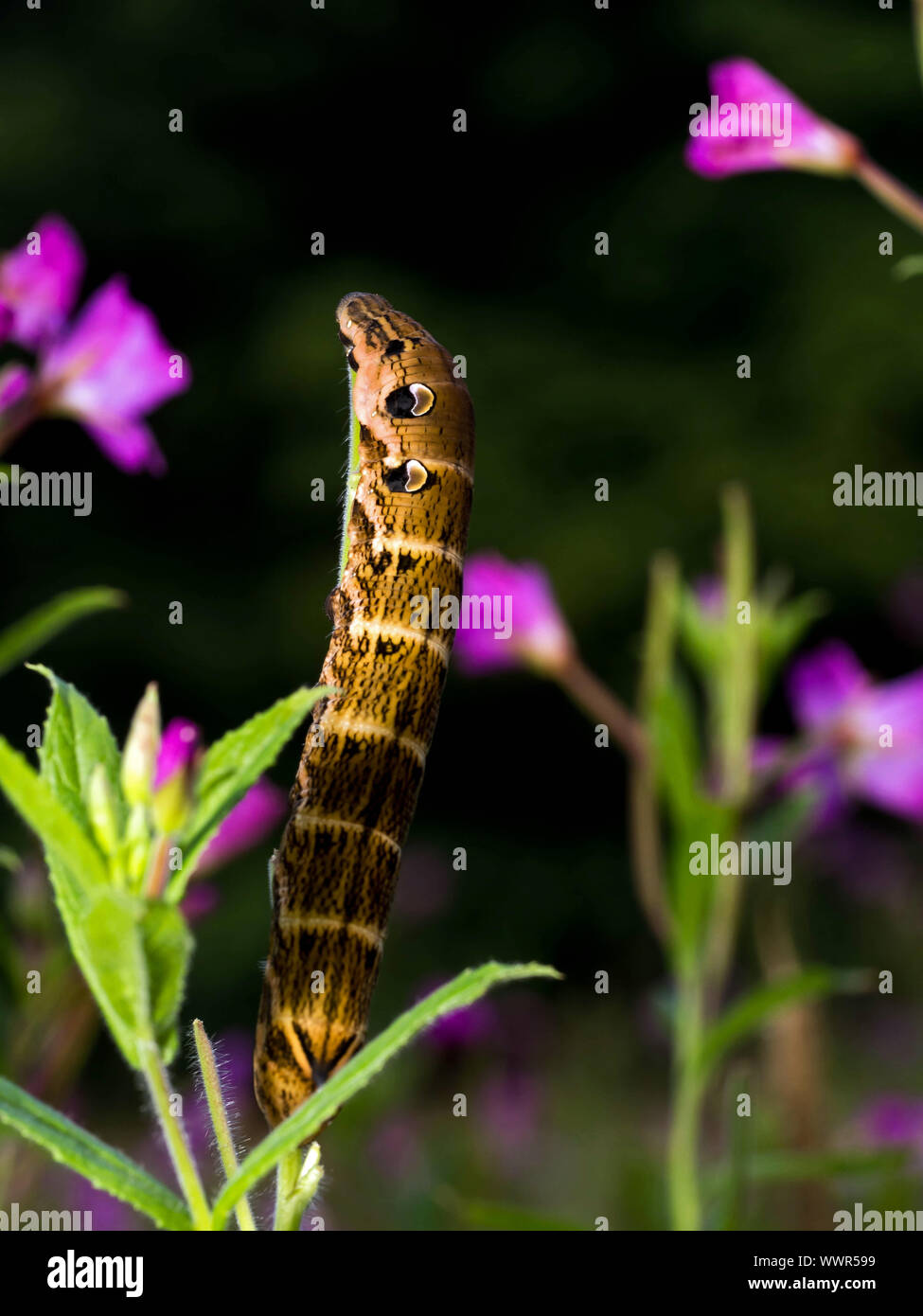 Animal insect moth hawk hi-res stock photography and images - Alamy