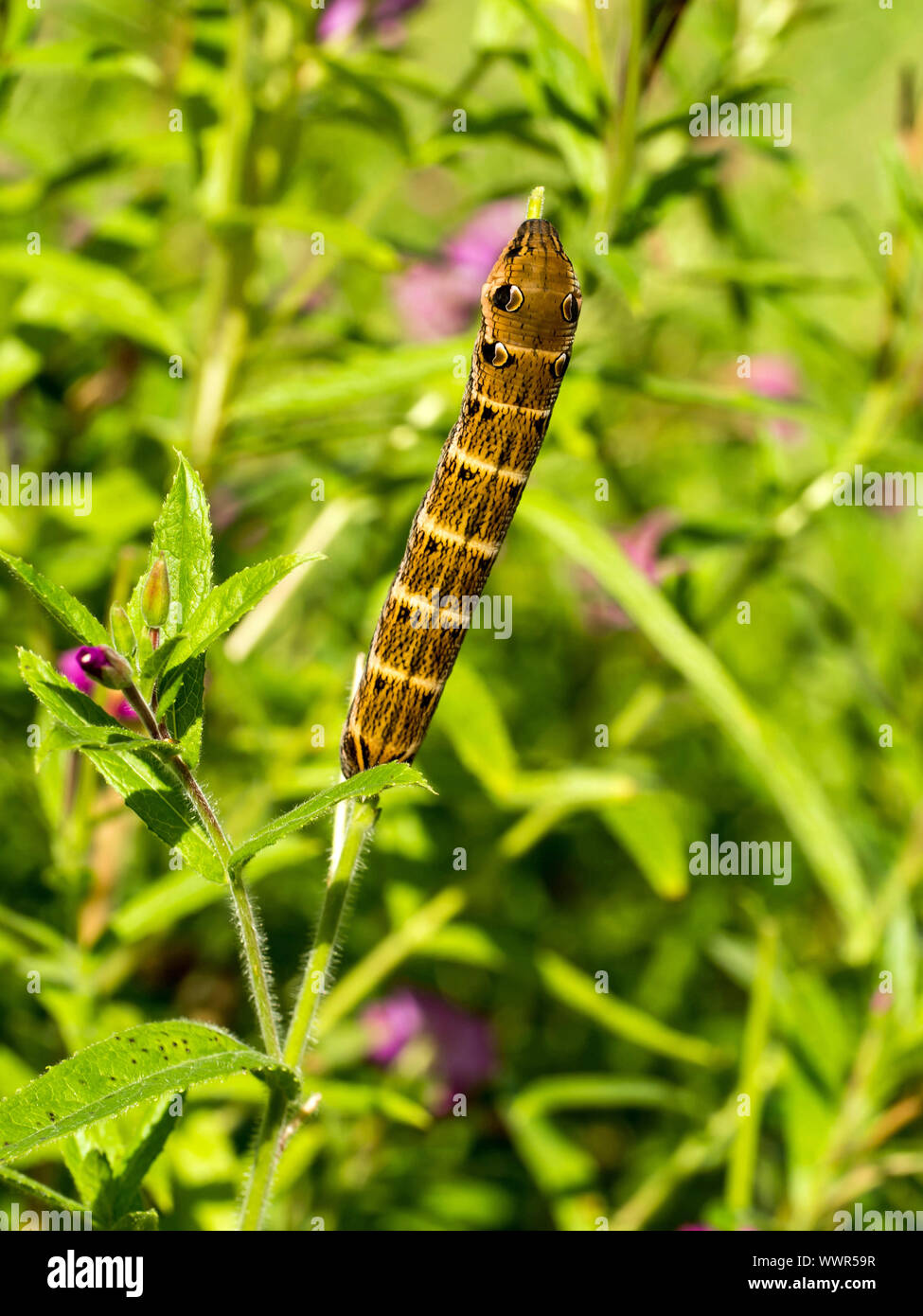 Elephant hawk-moth caterpillar Stock Photo - Alamy
