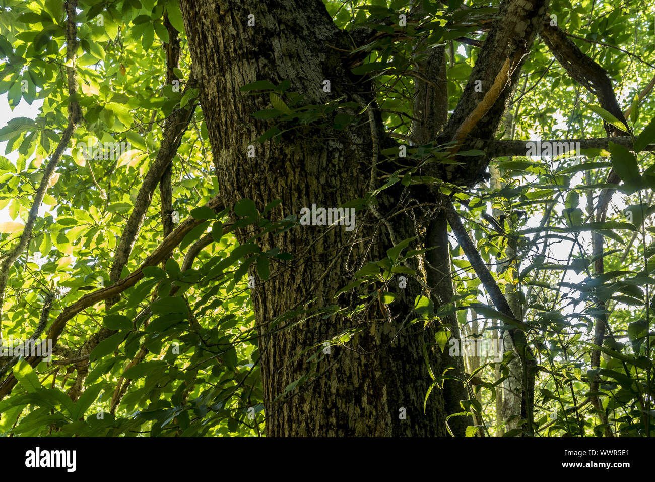 old and ancient chestnut forest in the province of Zamora, Spain. Trees ...
