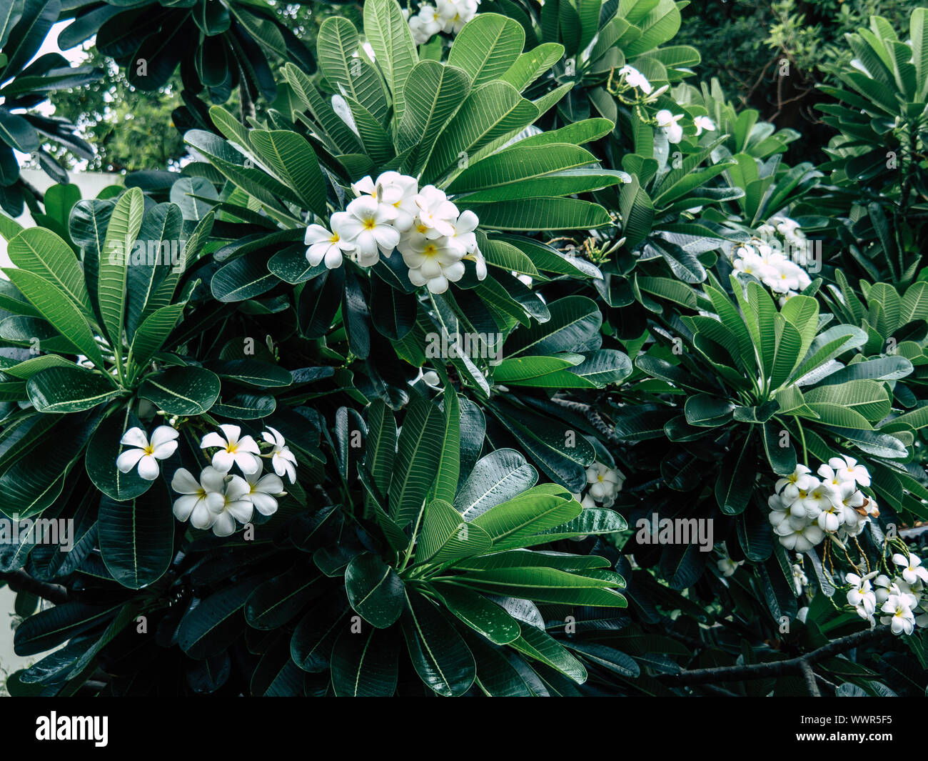 Top view of Beautiful colorful Plumeria flowers ( Frangipani, Plumeria ...