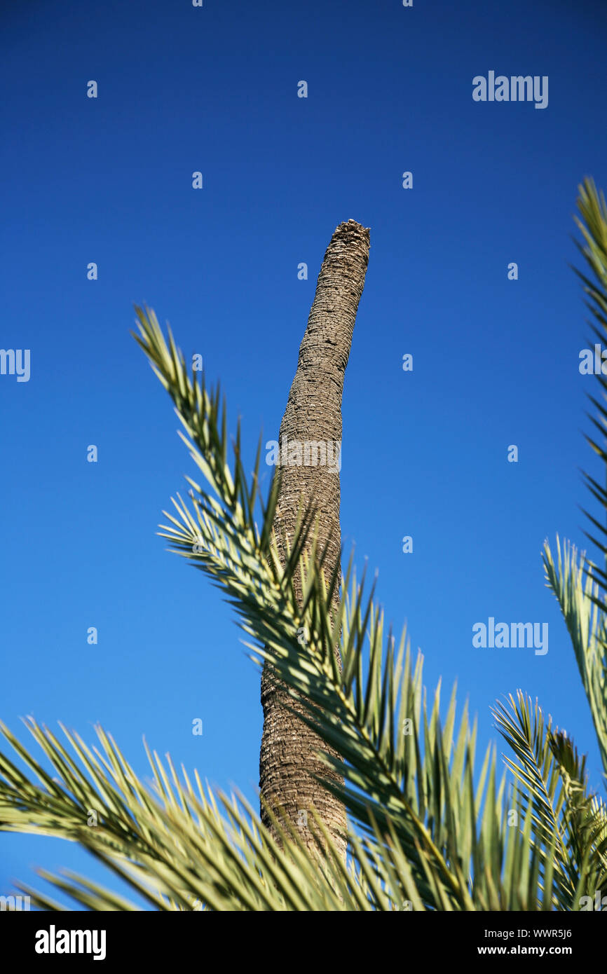 palm with the trunk cutting without leaves Stock Photo - Alamy